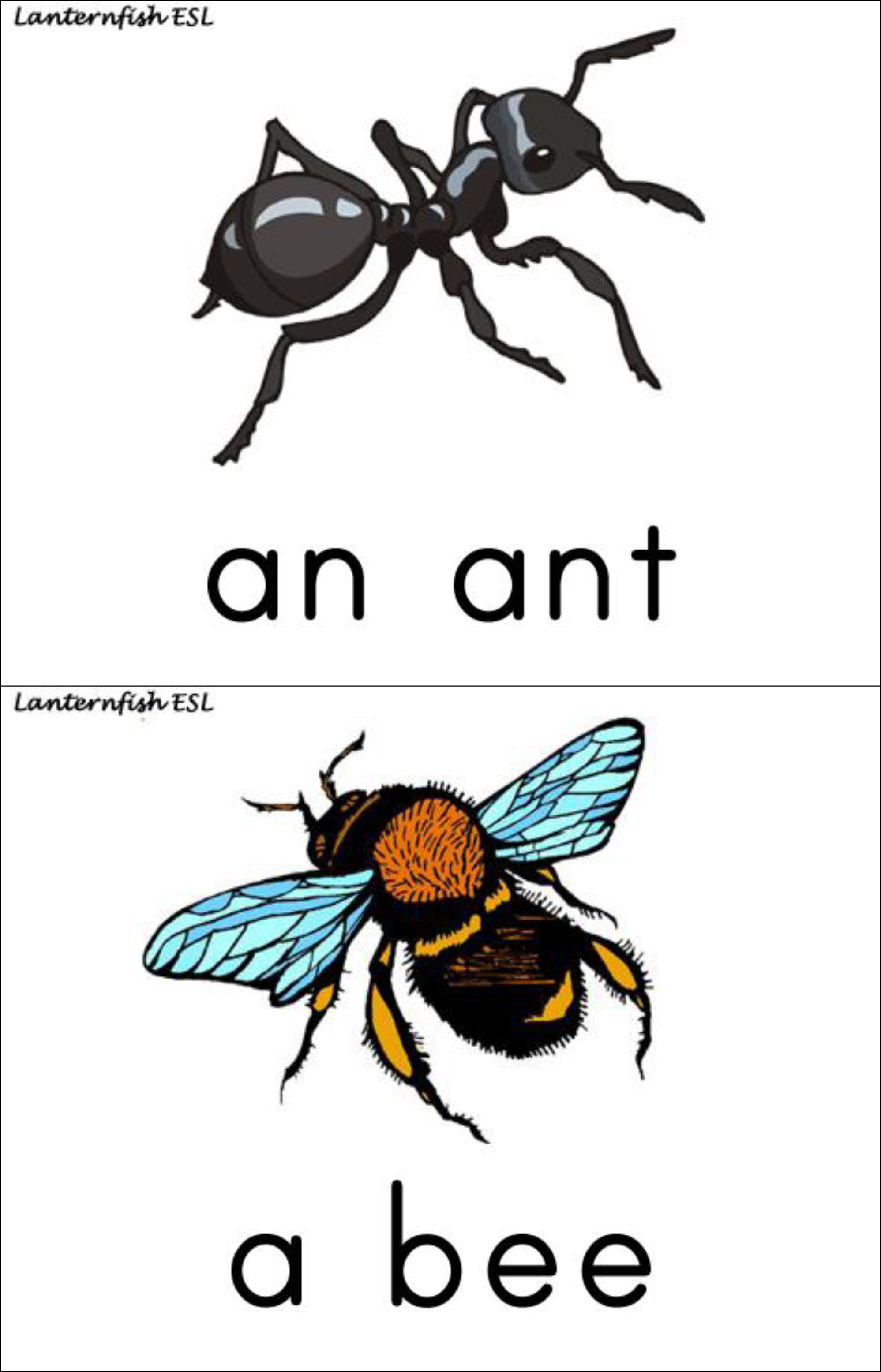 Insect Flashcards