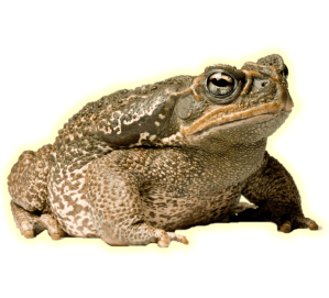 ROCOCO TOAD